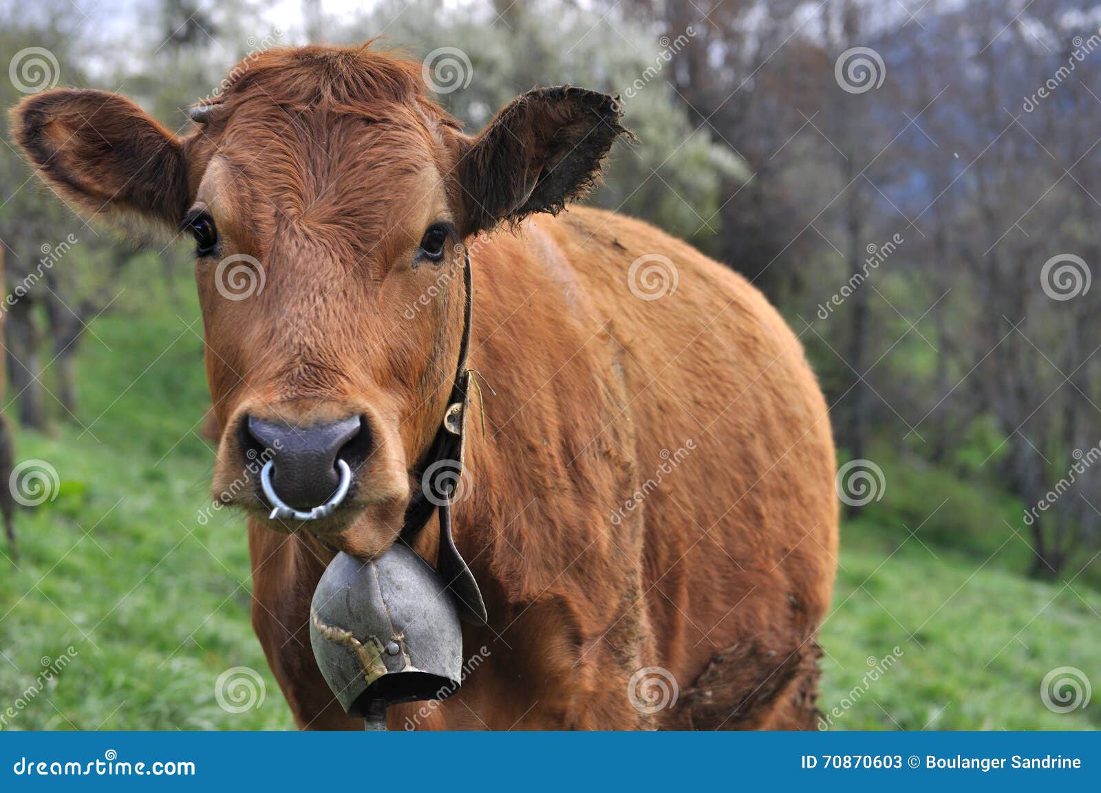 Cow with bell and ring stock image. Image of dairy, agriculture - 70870603