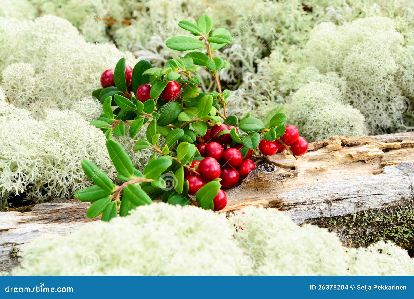 Cow-berries among lichen stock photo. Image of seasonal - 26378204