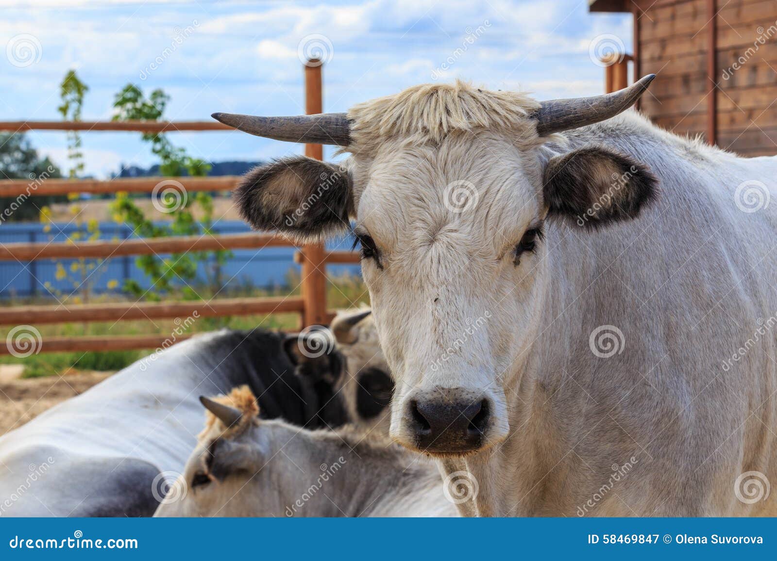 Cow stock image. Image of close, farm, farmland, looking - 58469847