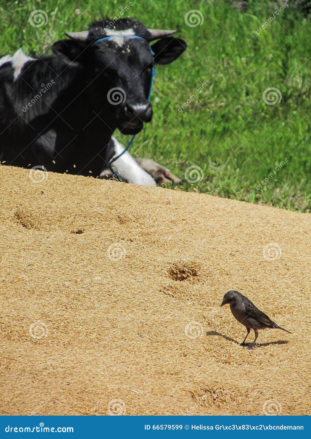 The cow and the bird stock image. Image of farm, sunny - 66579599