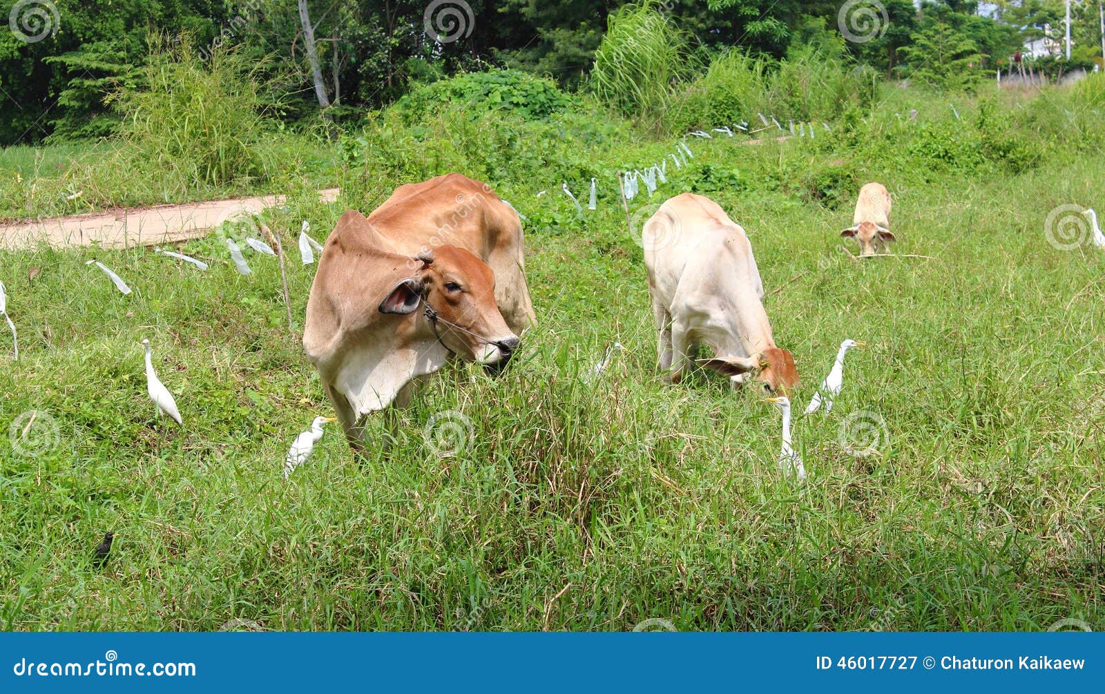 Cow and Bird stock image. Image of curiosity, grazing - 46017727