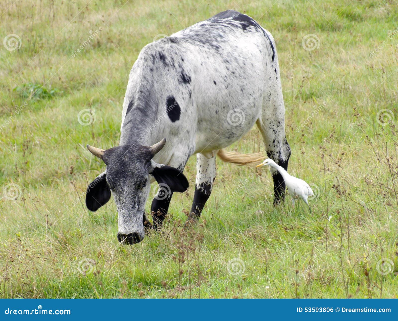 Cow and Bird in the Meadow. Stock Photo - Image of bird, partnership ...