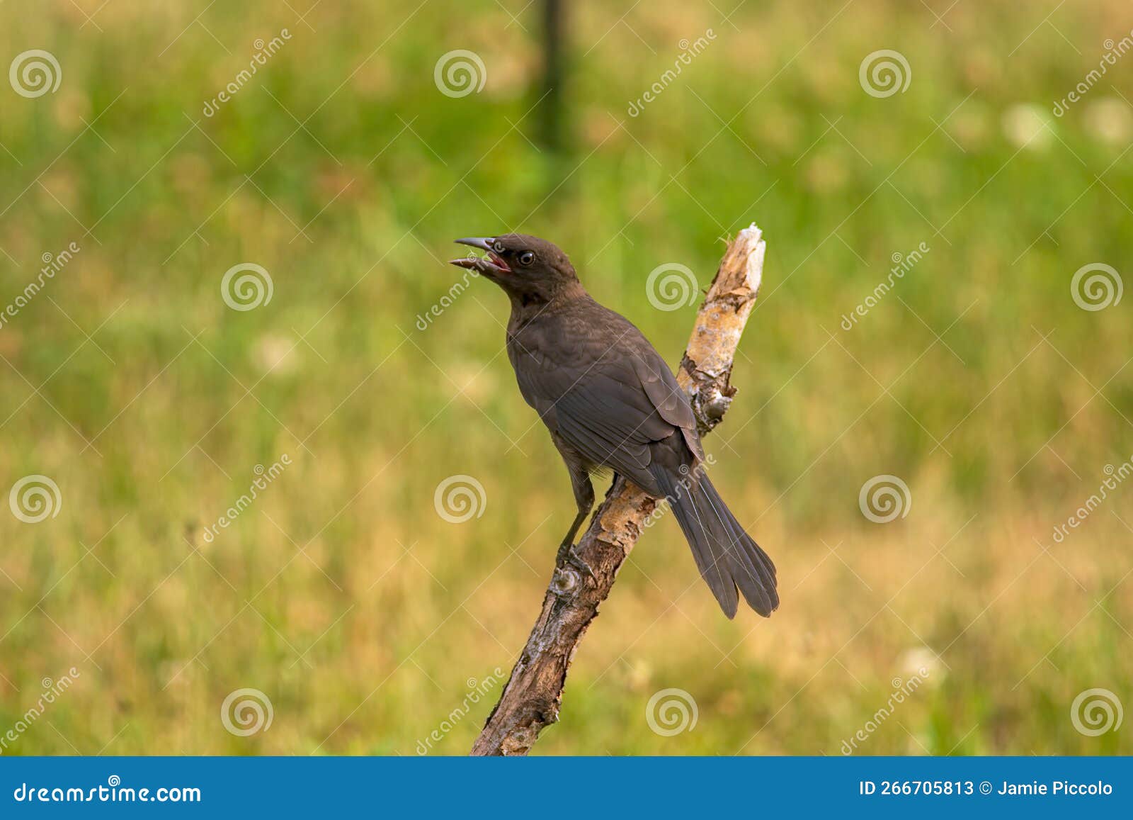 Cow bird on twig stock image. Image of plant, grass - 266705813