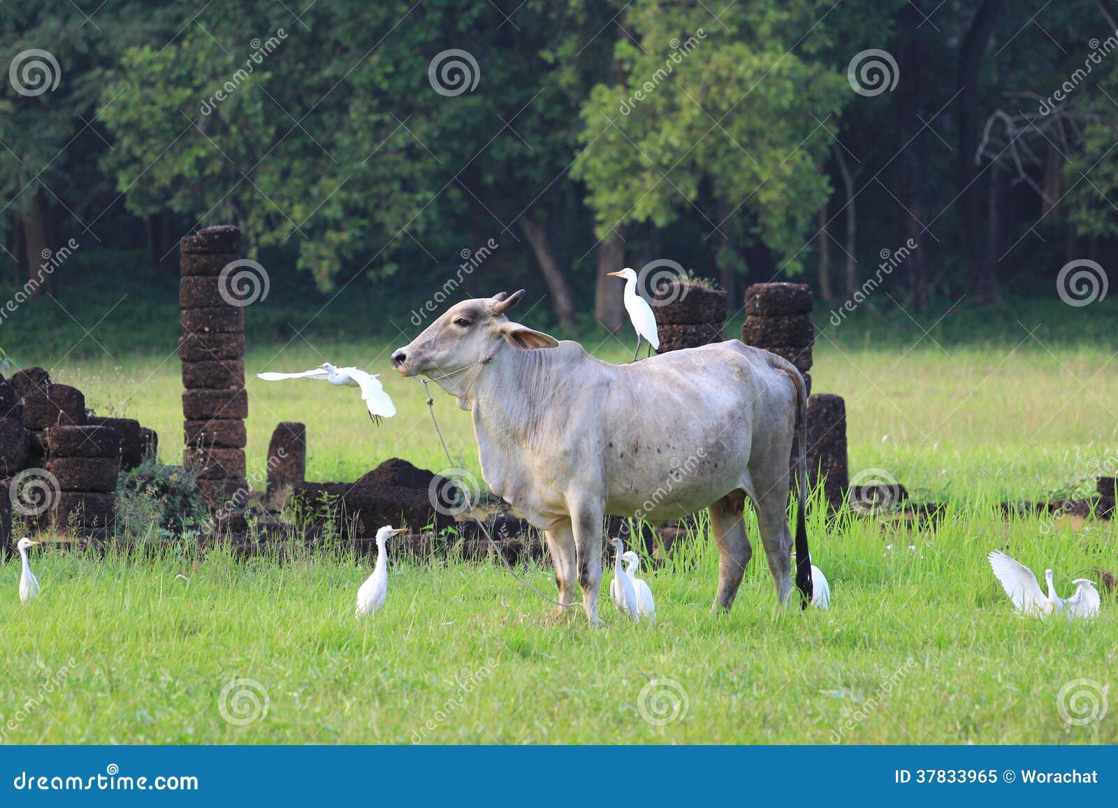 Cow and birds stock image. Image of farm, tree, wall - 37833965