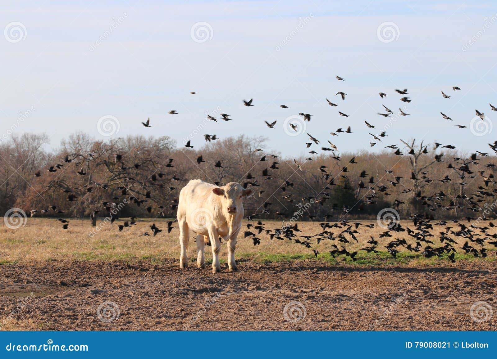 Cow in the Birds stock image. Image of field, blackbird - 79008021