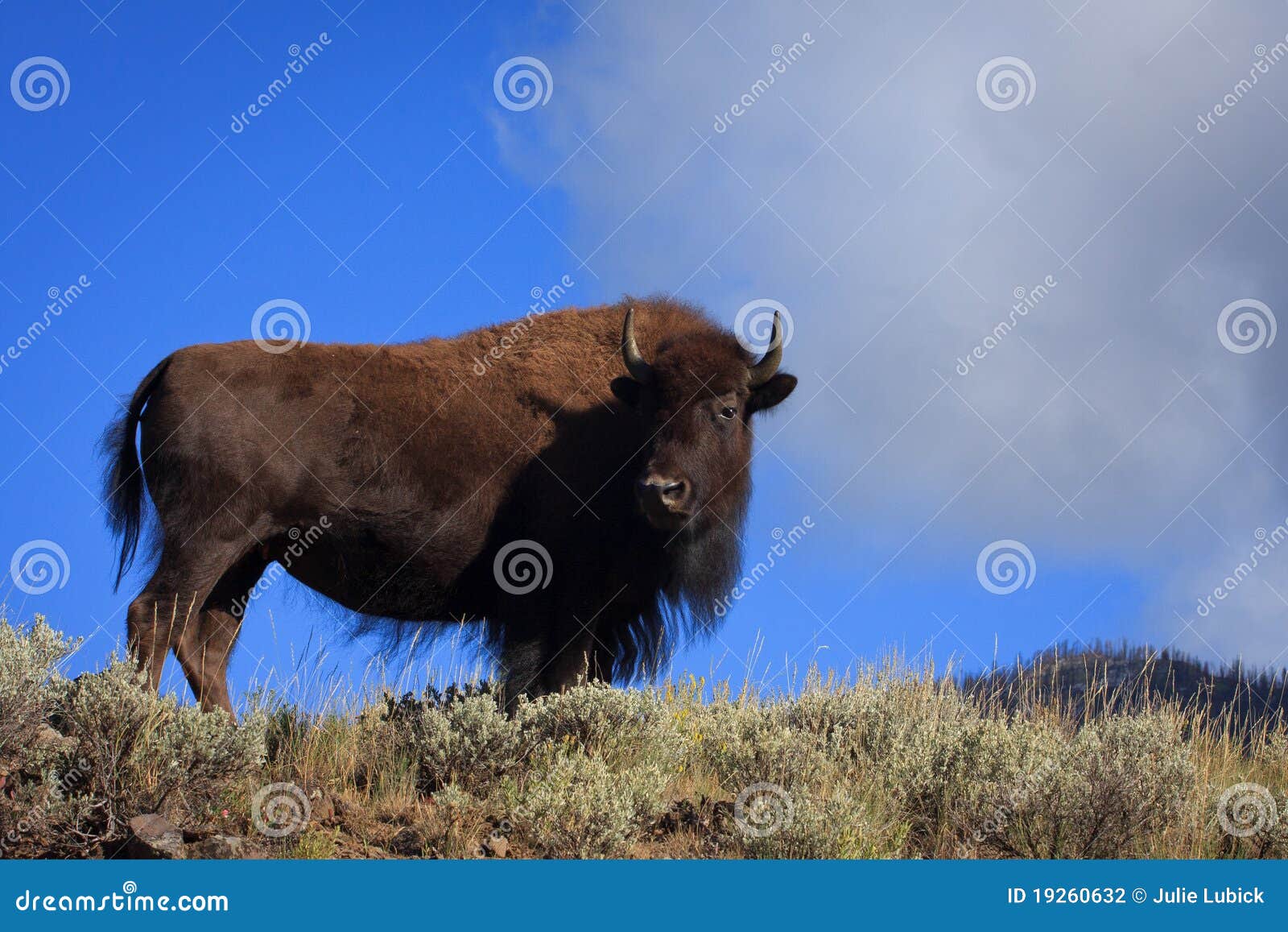 Cow Bison stock photo. Image of massive, horizontal, bison - 19260632