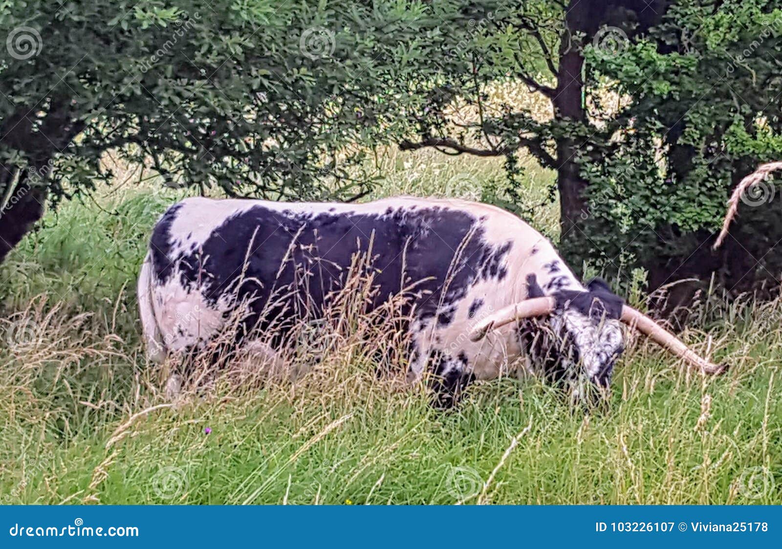 A cow hidden in the grass stock image. Image of agriculture - 103226107