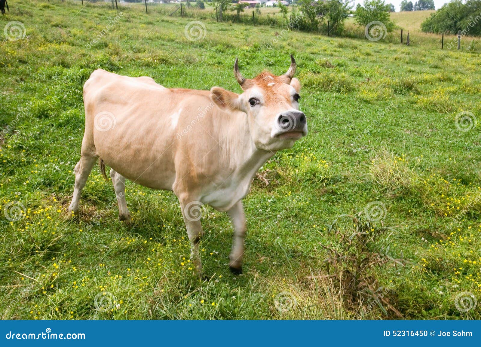 Cow on Blue Ridge Parkway, Virginia Stock Photo - Image of cattle ...