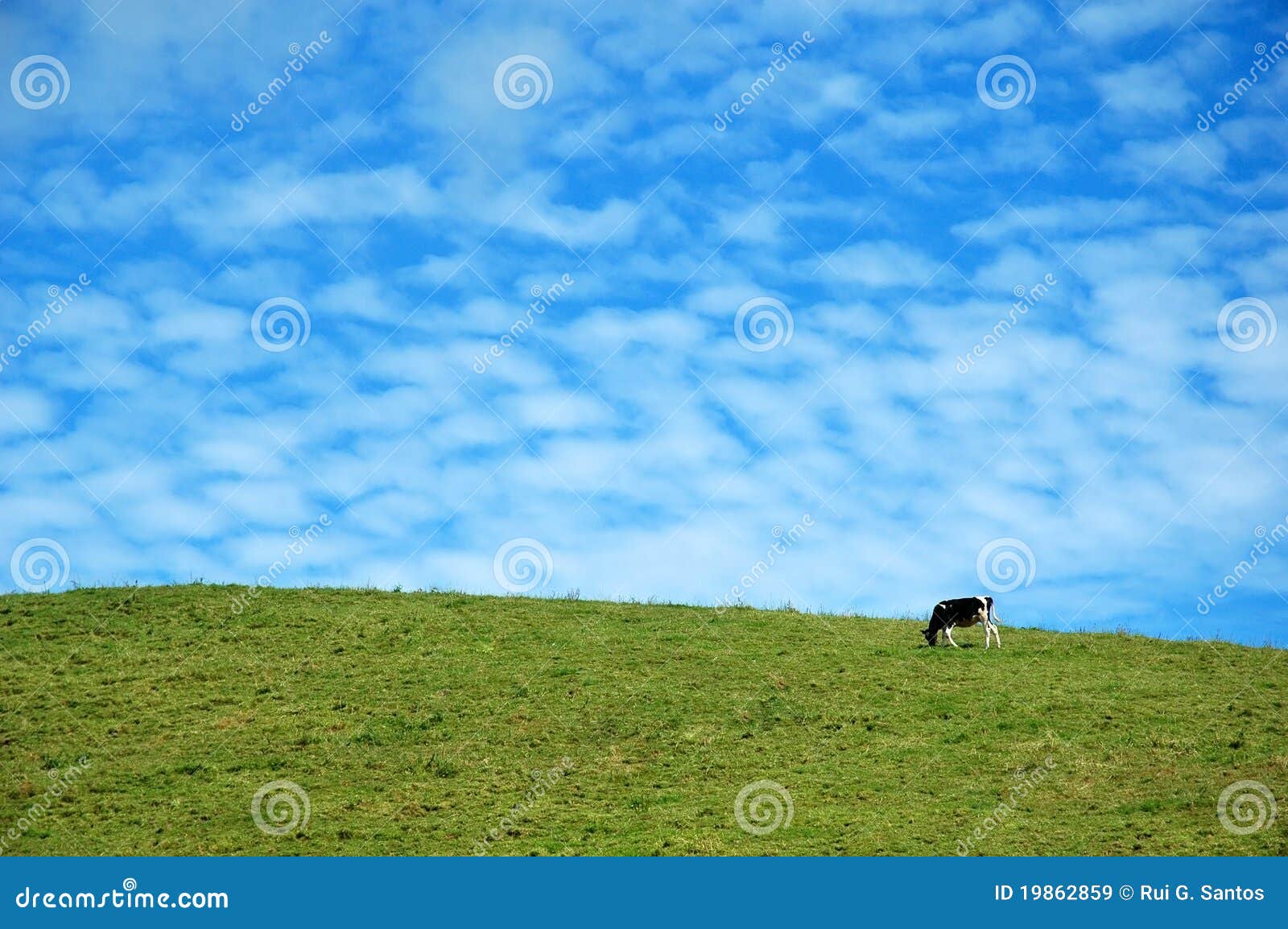Cow on a blue sky stock image. Image of clouds, azores - 19862859