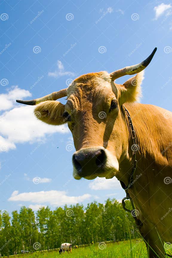 Cow on blue sky background stock photo. Image of heffer - 7309118