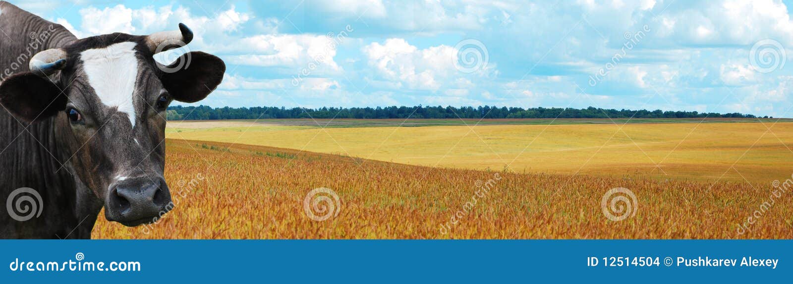Cow with Blue Sky at Background Panorama Stock Photo - Image of udder ...