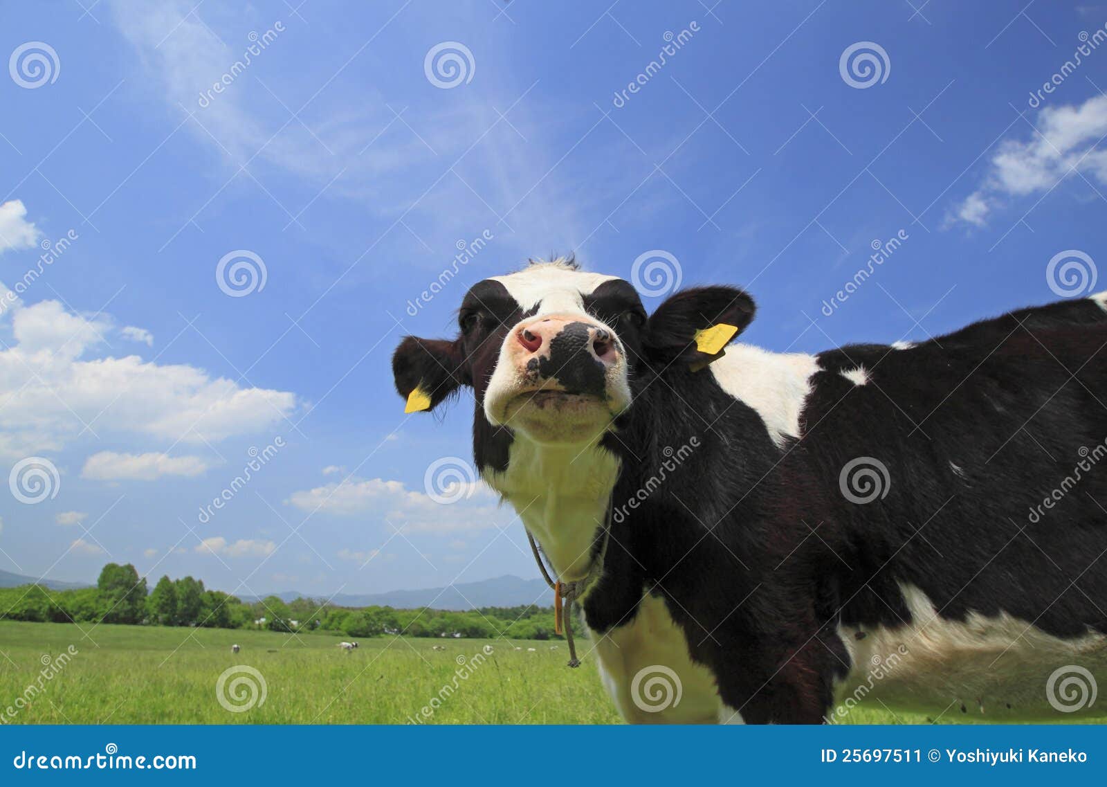 Cow and blue sky in field stock image. Image of rural - 25697511