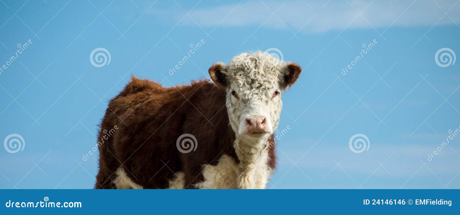 Cow with Blue Sky Wide View Stock Photo - Image of industry, raising ...