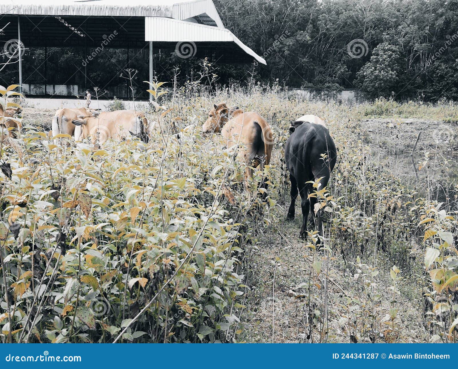 Cow bottom stock image. Image of farm, sheep, bottom - 244341287