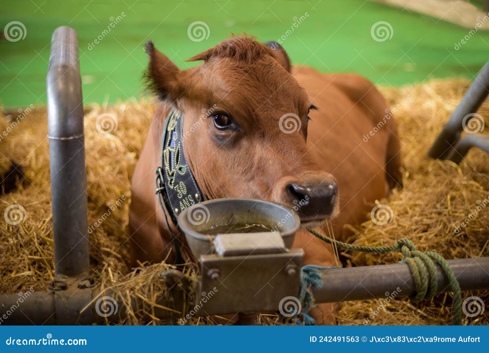Cow in a Box at the Agricultural Show Stock Image - Image of breeding ...