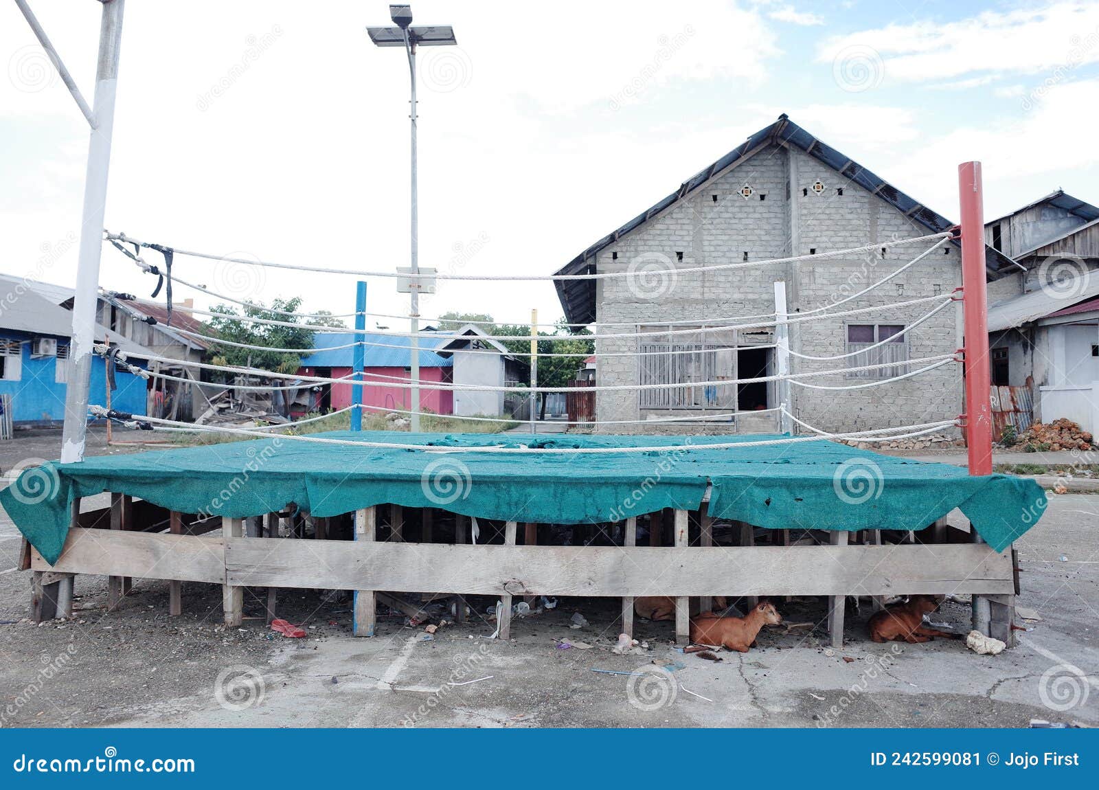 Cow Boxing Gym stock image. Image of building, dock - 242599081