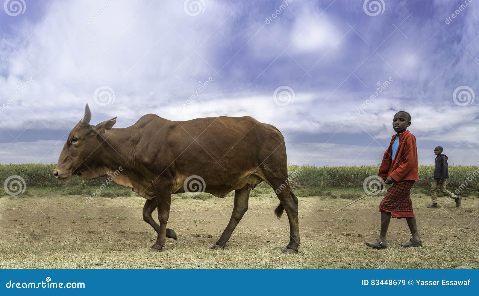 The cow boy editorial stock image. Image of bull, couple - 83448679