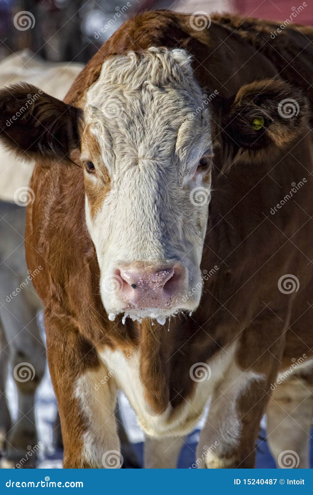 Cow Breath in Winter stock image. Image of agriculture - 15240487