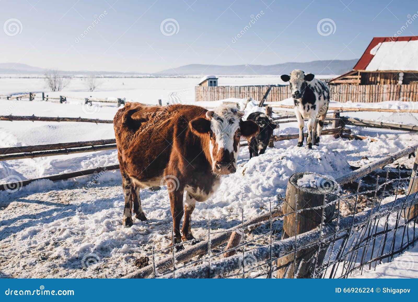 Cow Breathing in Winter stock photo. Image of mammal - 66926224