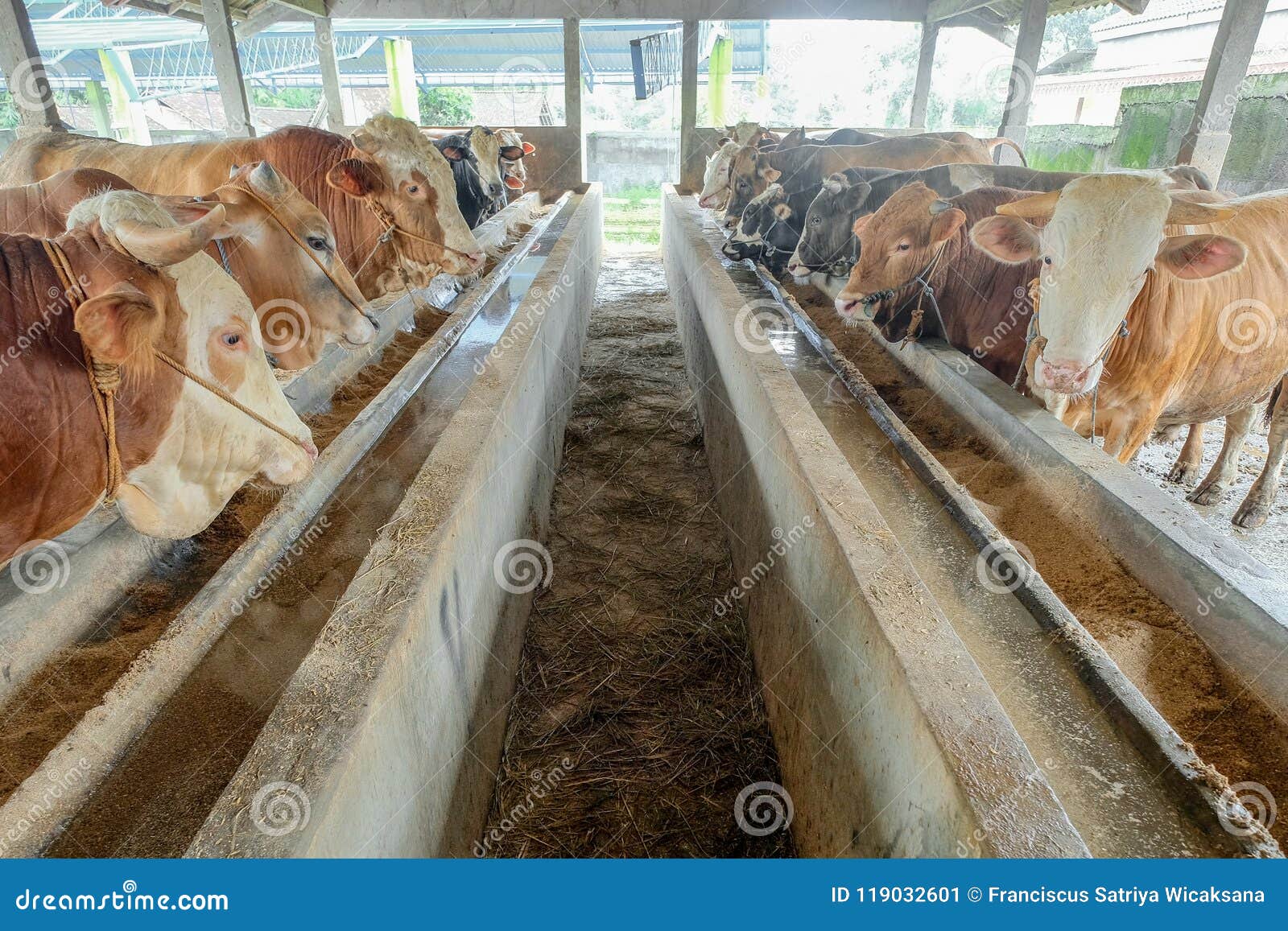 Cow breeding farm stock image. Image of farming, leather - 119032601