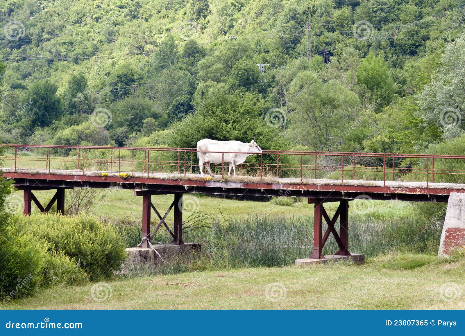 Cow on the bridge stock image. Image of balkan, tree - 23007365
