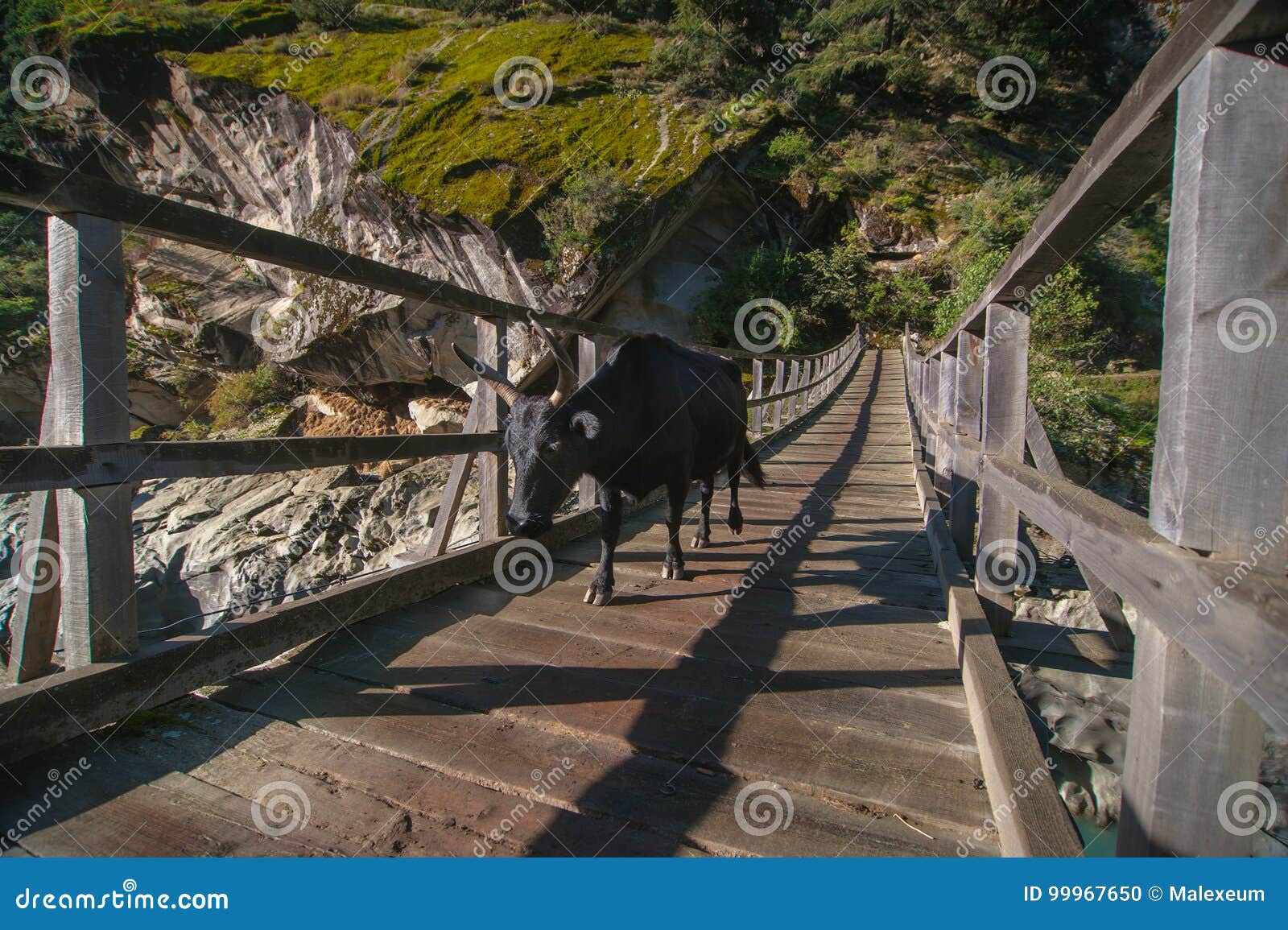 Cow on the Bridge, India stock photo. Image of summer - 99967650