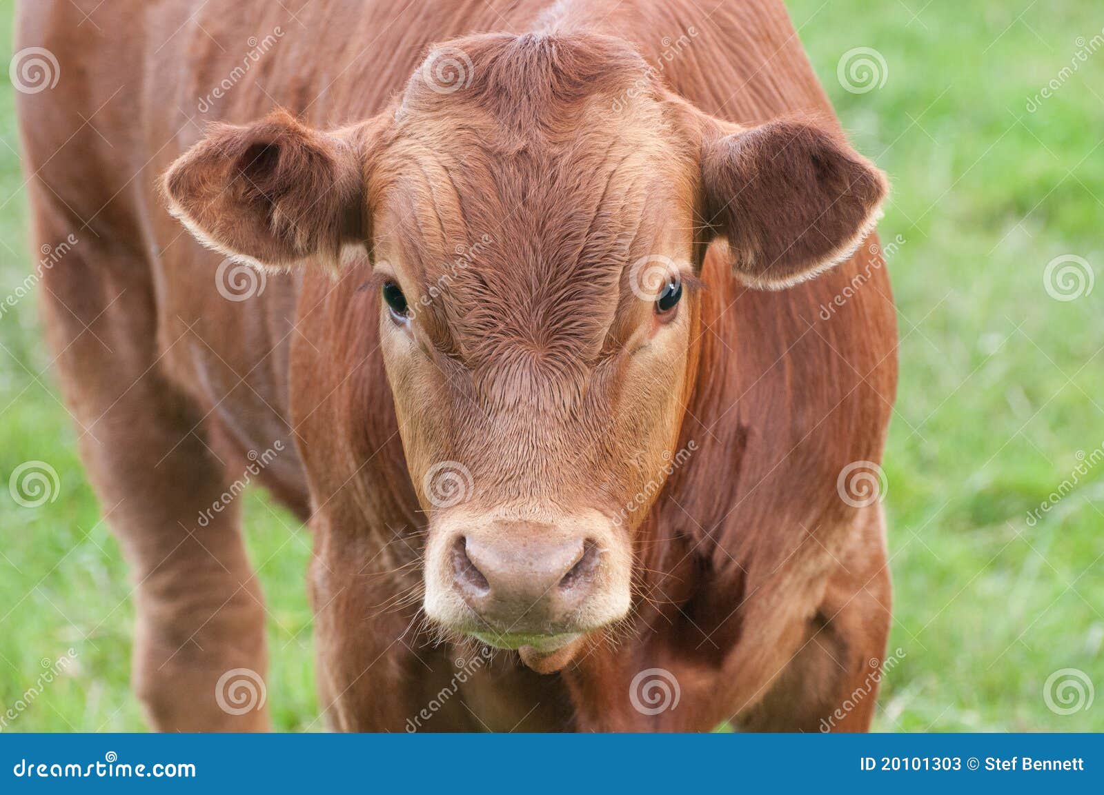 Cow, Brown stock image. Image of cows, brown, grass, look - 20101303