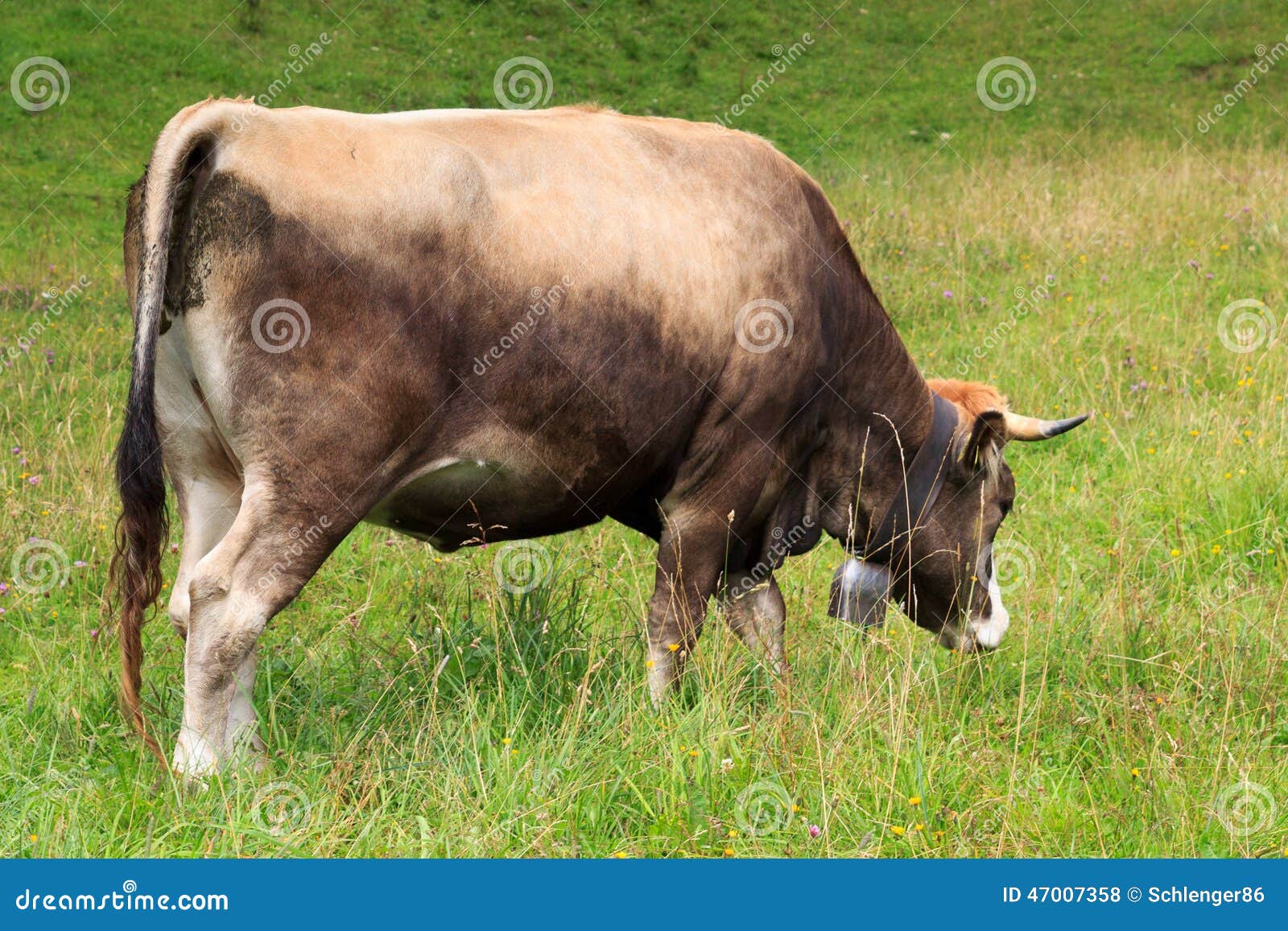 Cow browsing stock photo. Image of eating, holiday, browse - 47007358
