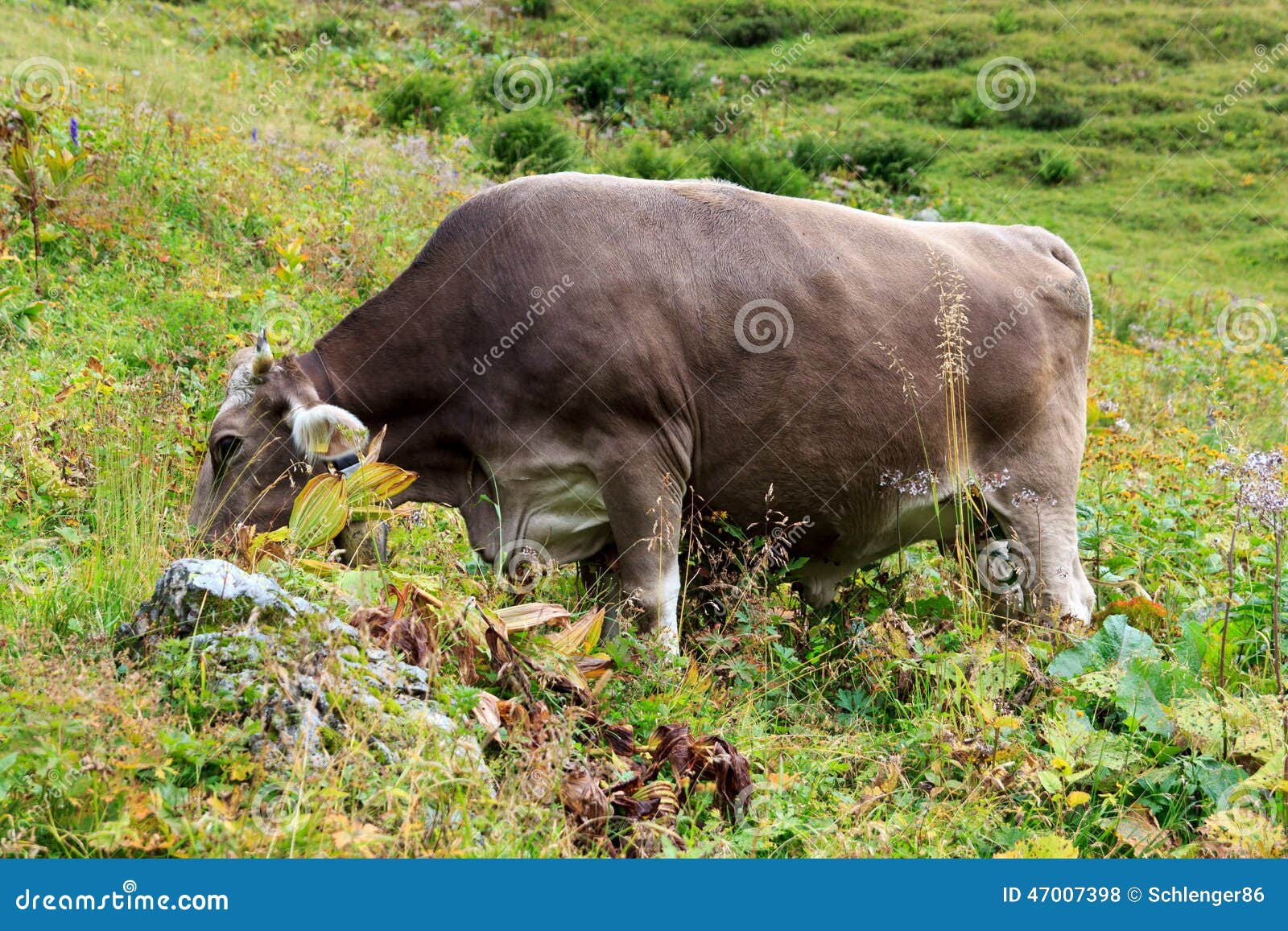 Cow browsing stock photo. Image of eating, bell, hiking - 47007398