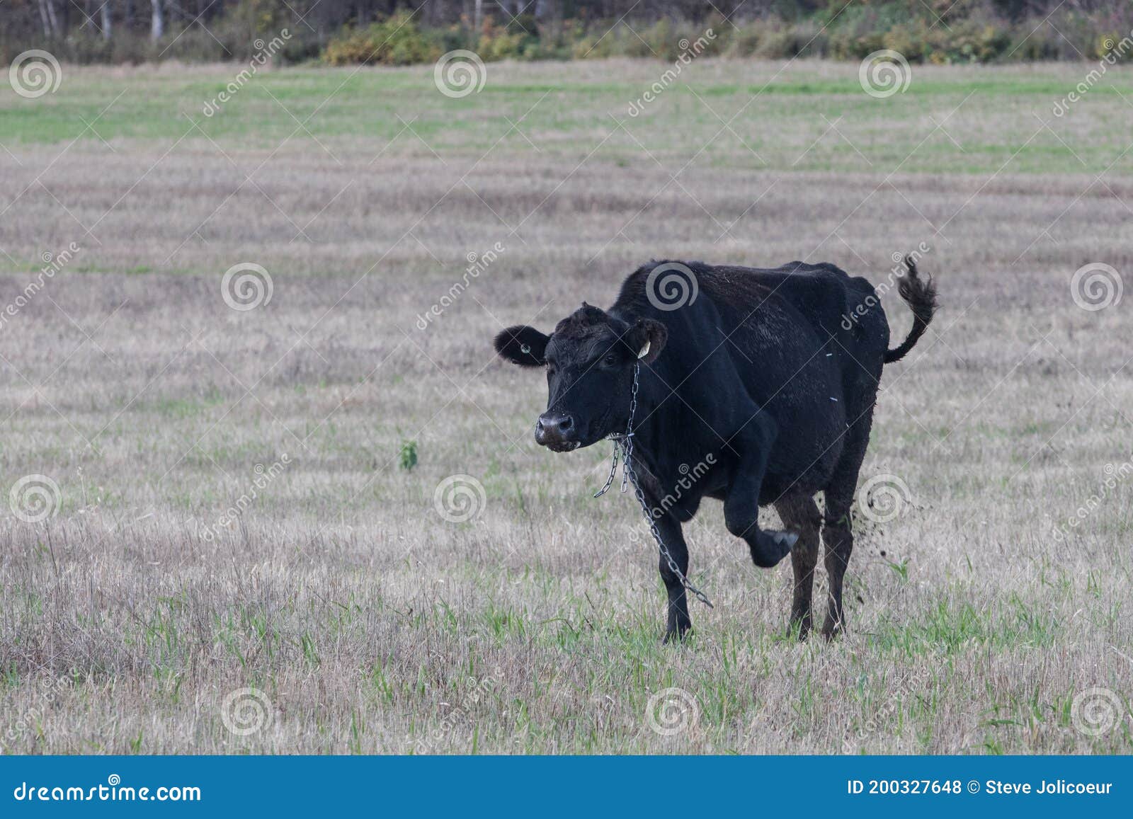 Cow Bucking into the Field. Stock Photo - Image of legs, bovine: 200327648