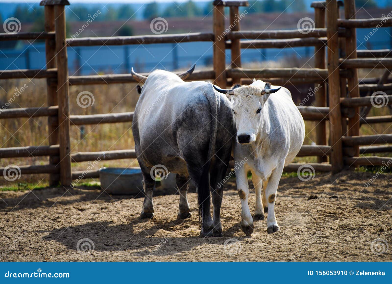 Cow and bull stock photo. Image of farm, bulls, herd - 156053910