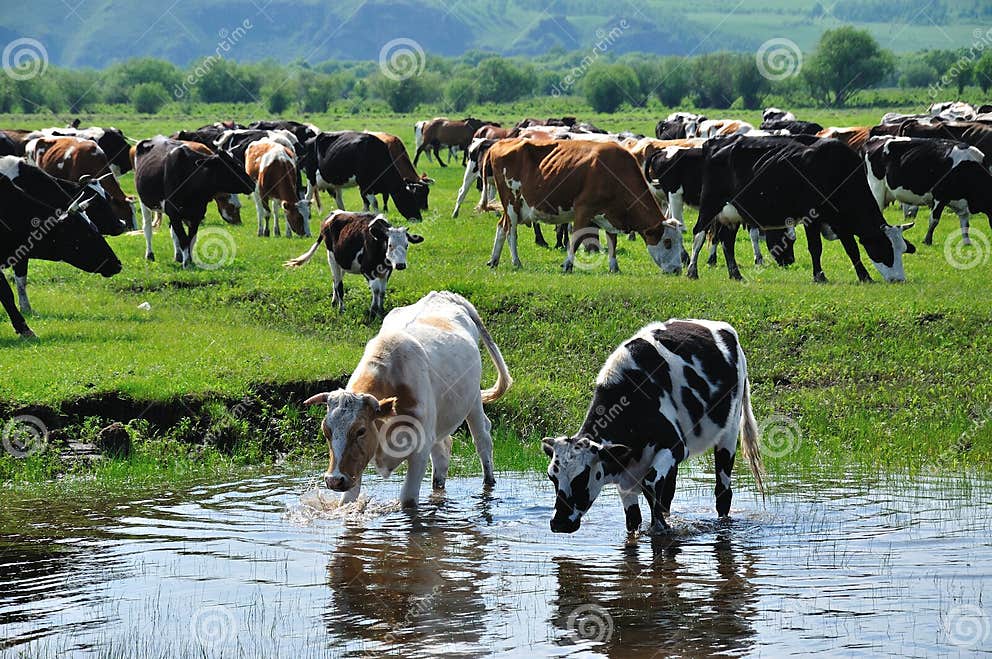 Cow and bull stock image. Image of cloud, farm, backgroud - 26440133