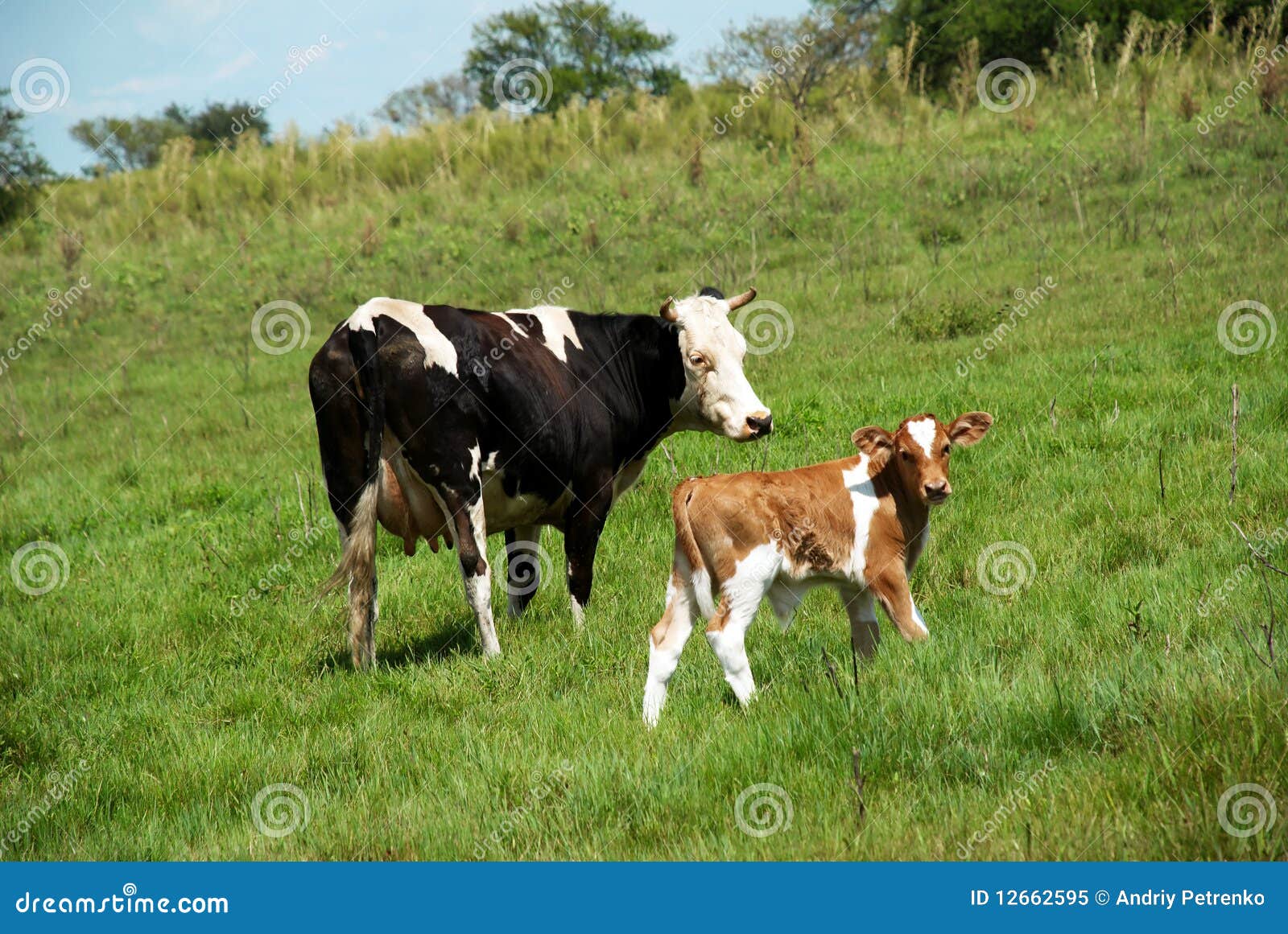 The cow and bull-calfe stock image. Image of jersey, agriculture - 12662595