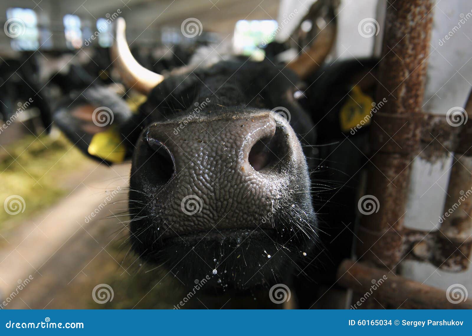 Cow stock photo. Image of bull, beast, animal, sniffing - 60165034
