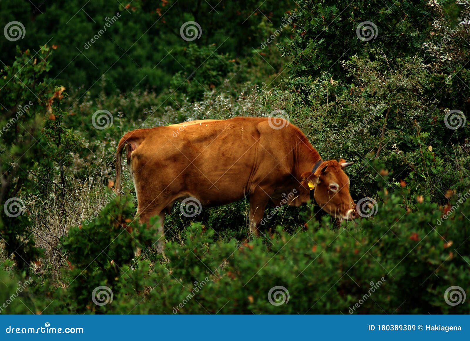 Domestic Brown Cow at Bushes Stock Image - Image of brown, calf: 180389309