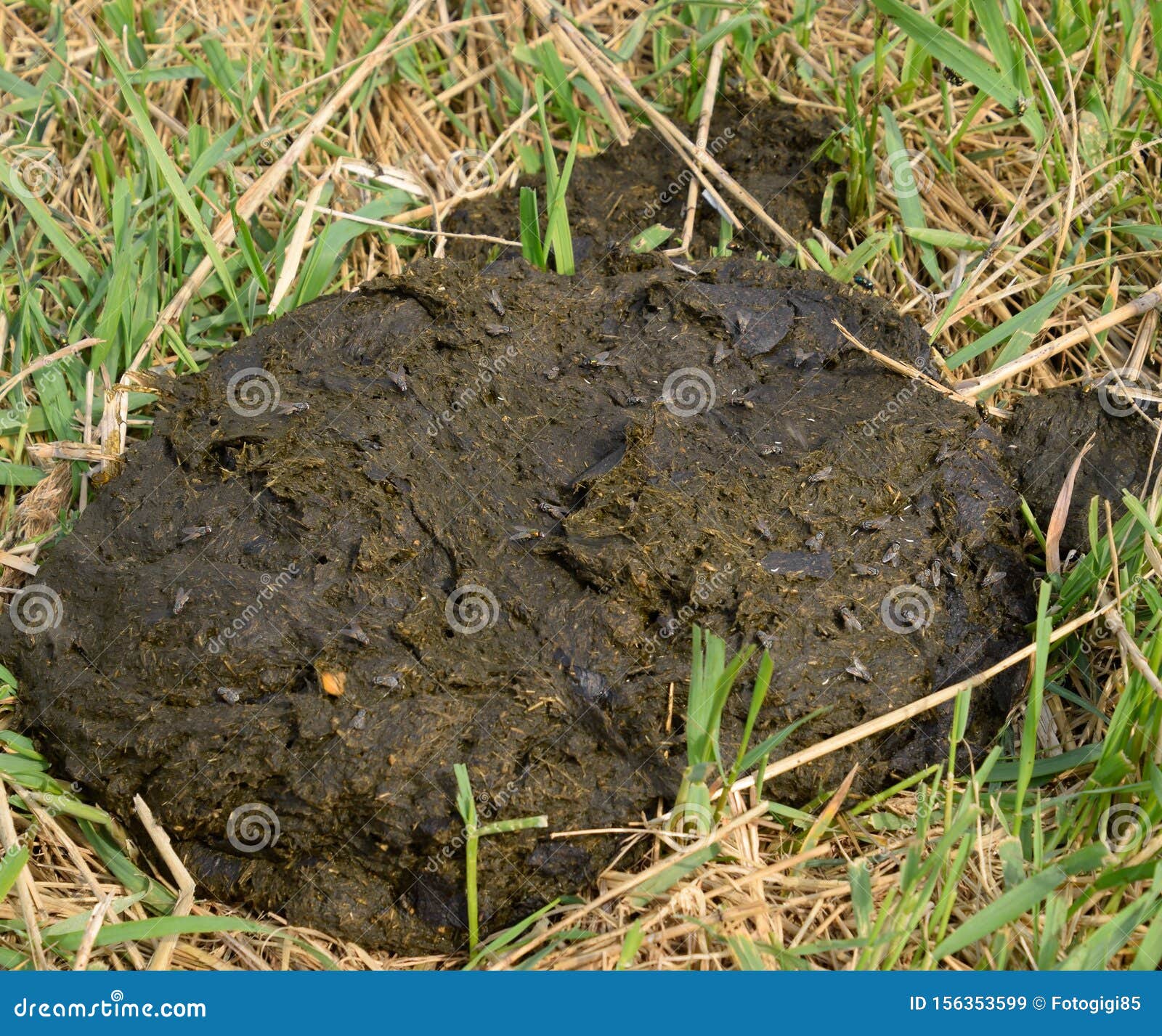 A Cow Cake in the Grass. Manure of Stock Image - Image of biologic ...
