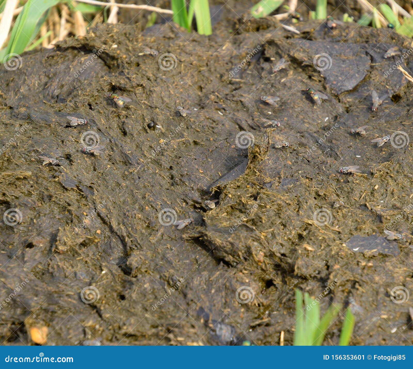 A Cow Cake in the Grass. Manure of Stock Image - Image of farm, animal ...