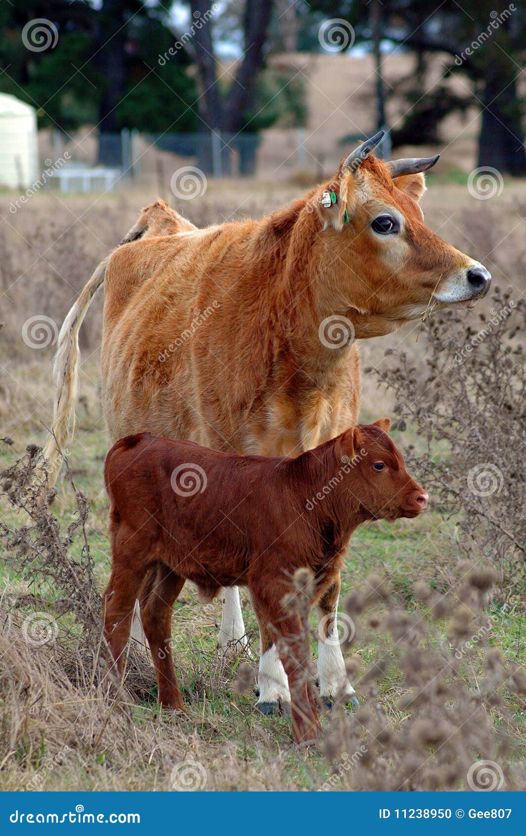 Cow and Calf stock photo. Image of country, calve, dirt - 11238950