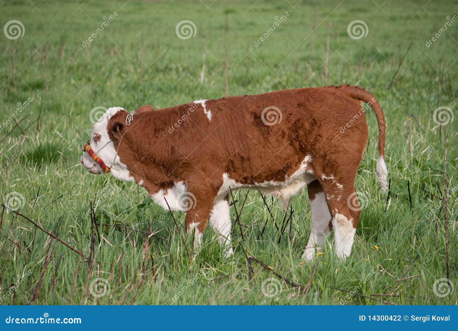 Cow calf stock photo. Image of spring, herd, drove, scenic - 14300422