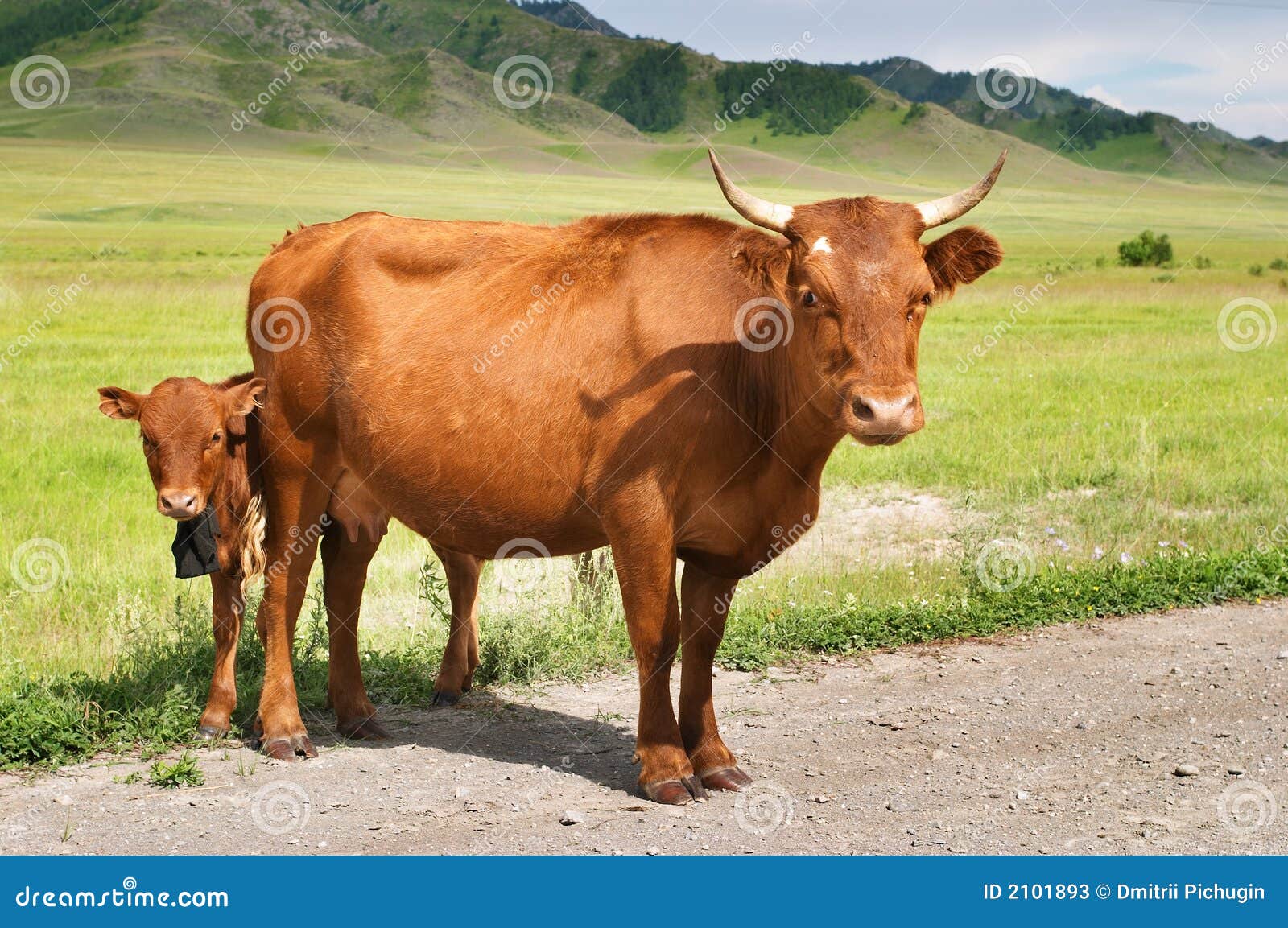 Cow with calf stock image. Image of animal, grassland - 2101893
