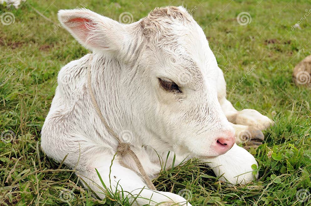 Cow calf stock photo. Image of calf, range, agriculture - 23674636