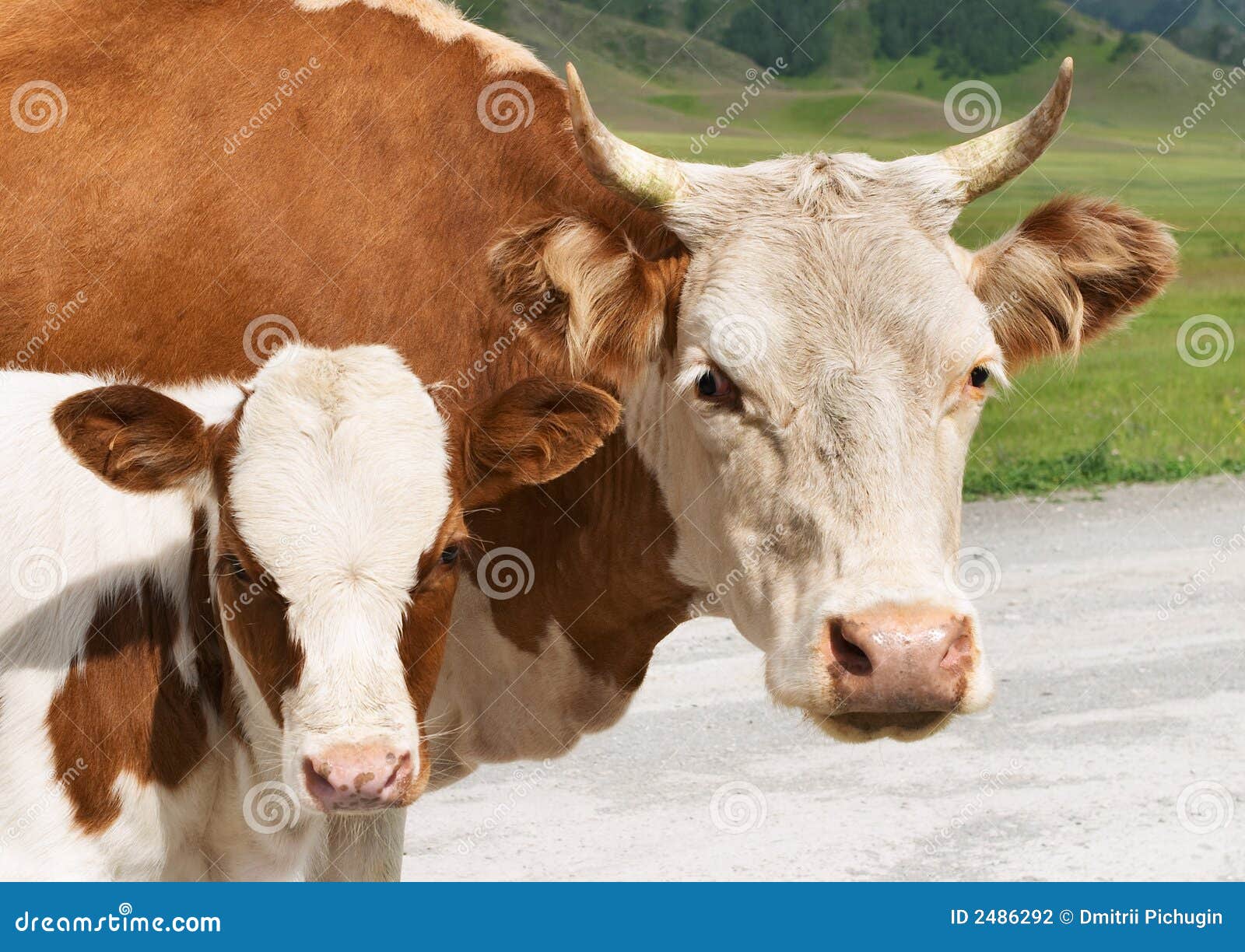 Cow with calf stock photo. Image of milker, grass, environment - 2486292