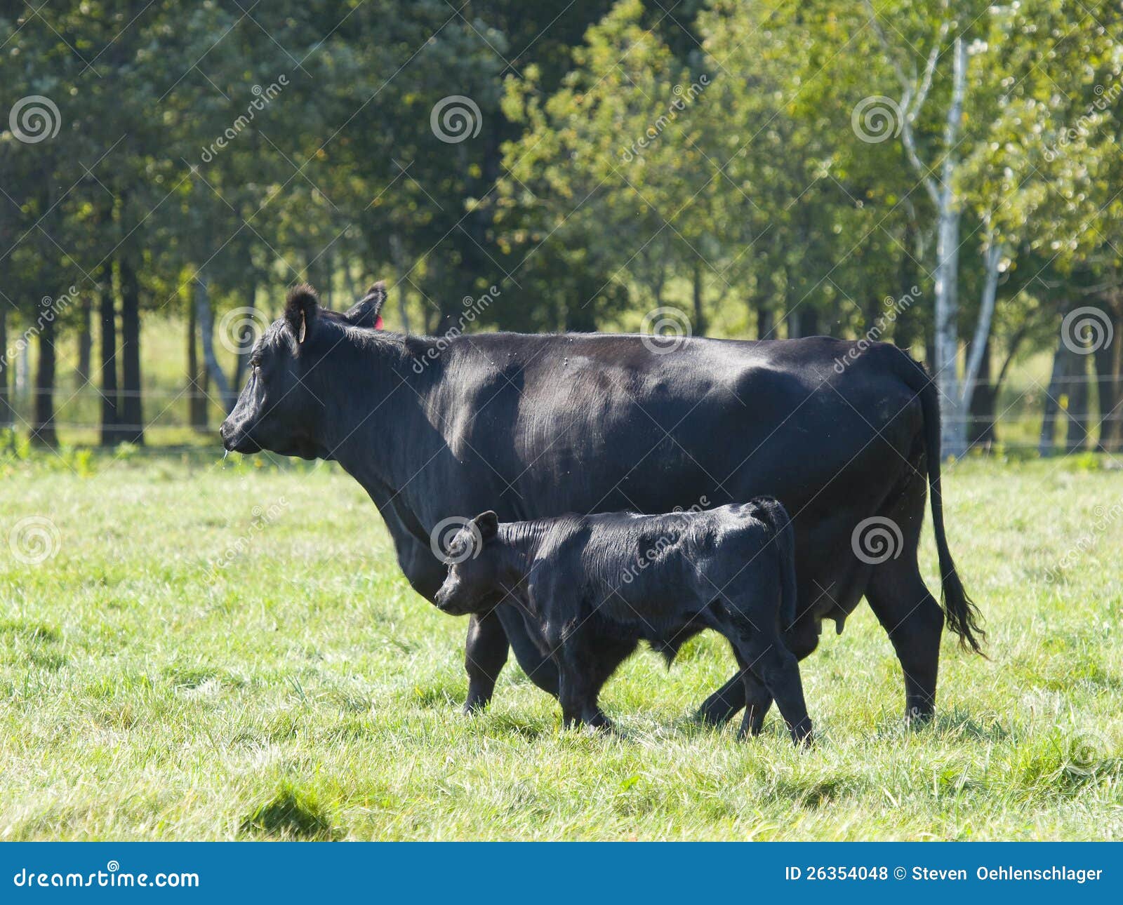 Cow and Calf stock photo. Image of calf, cattle, angus - 26354048