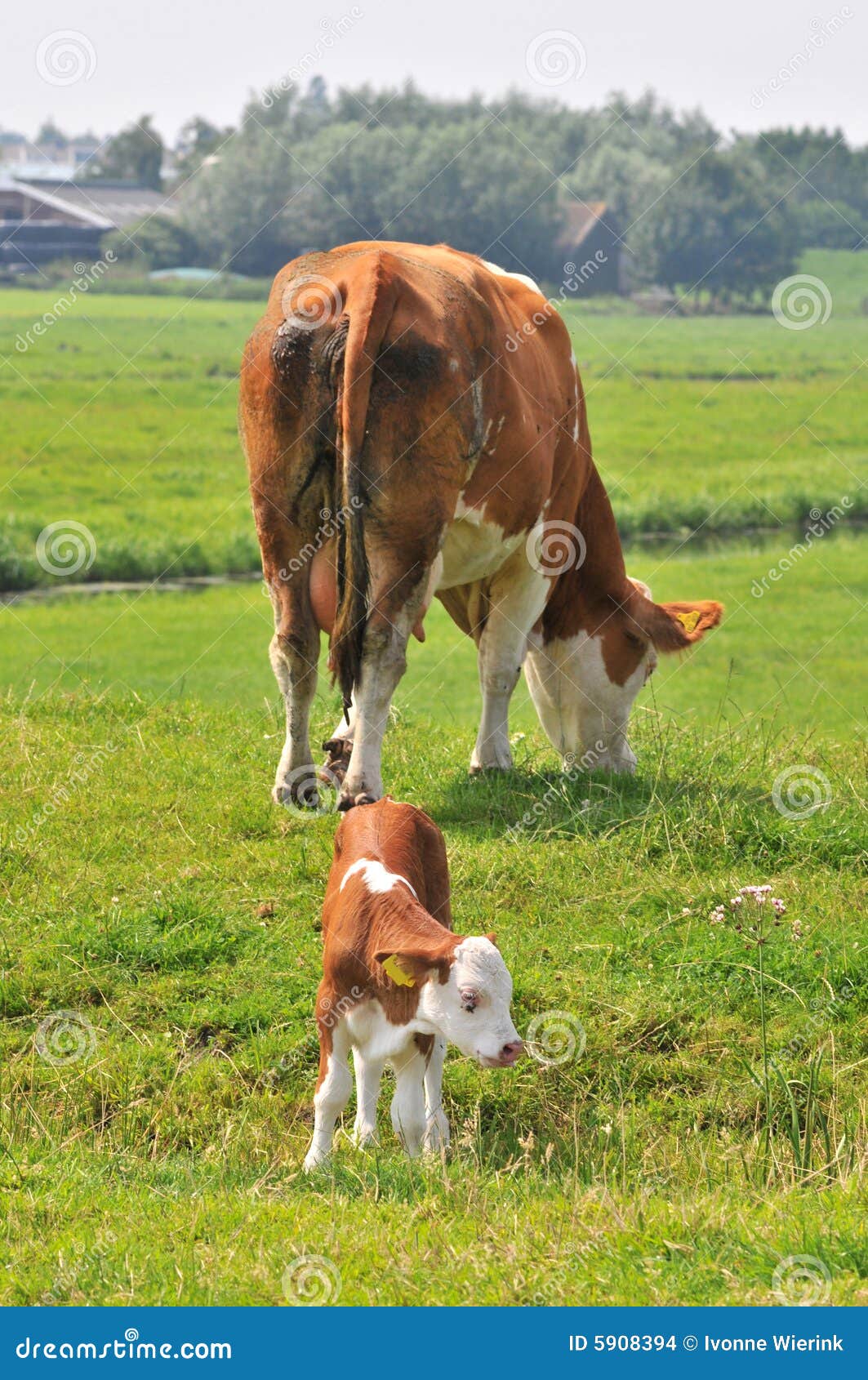 Cow with calf stock photo. Image of calf, mammals, grass - 5908394