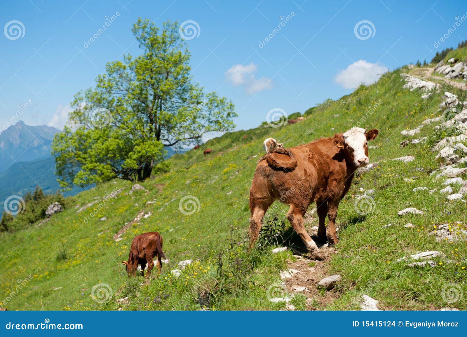 Cow calf on alpine slope stock photo. Image of countryside - 15415124