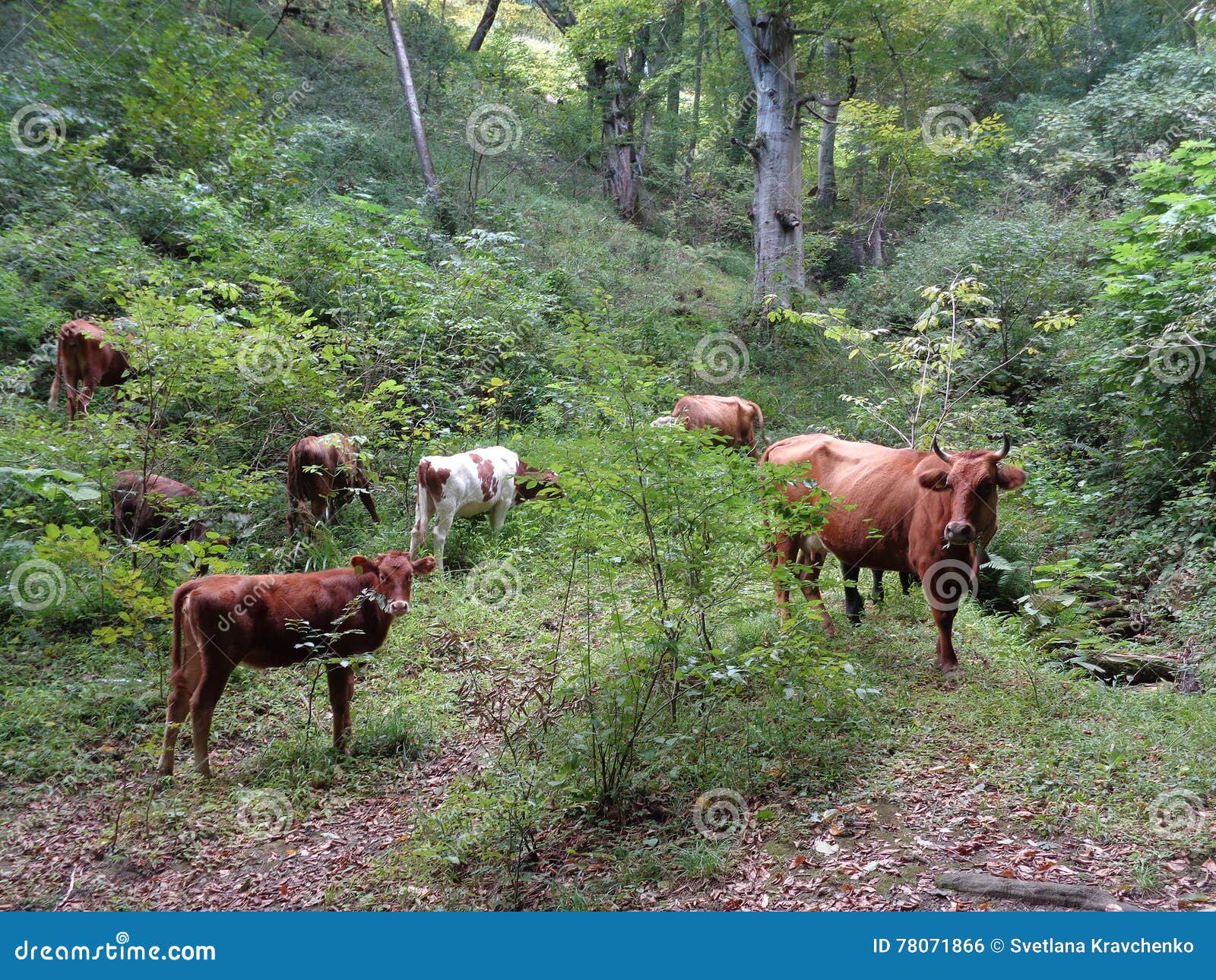 Cow and Calf in Autumn Forest Stock Photo - Image of brown, shrub: 78071866
