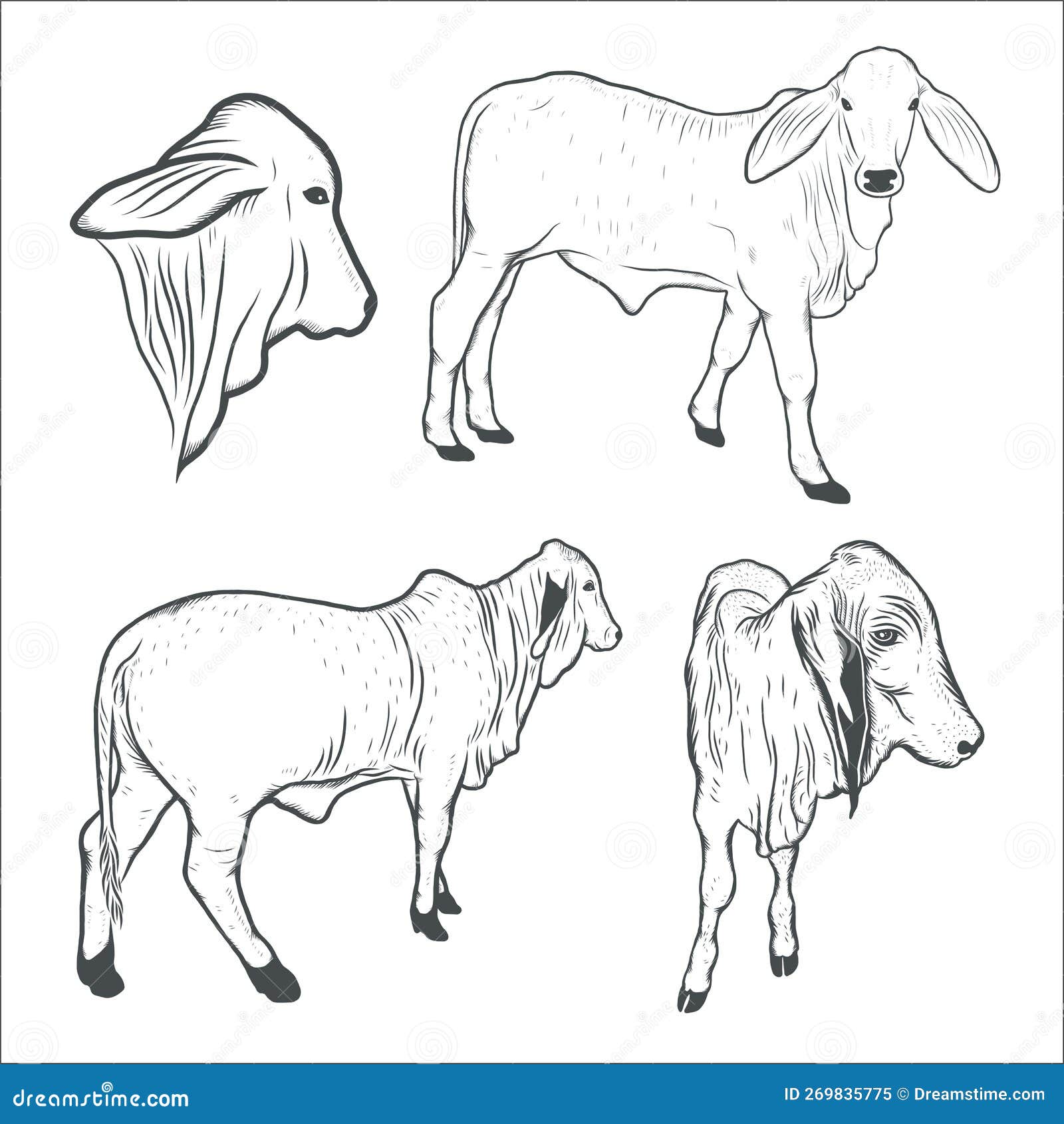 Cow, calf drawing. stock illustration. Illustration of sketch - 269835775