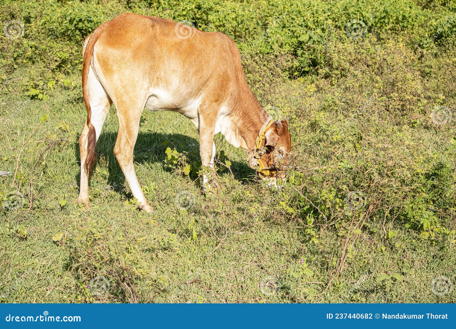 This a Cow Calf she is Eating Green Grass Stock Photo - Image of rural ...