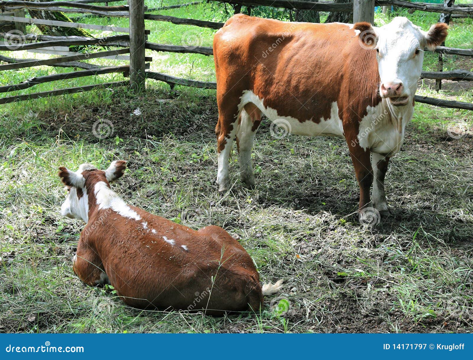 Cow and calf on the farm stock image. Image of livestock - 14171797