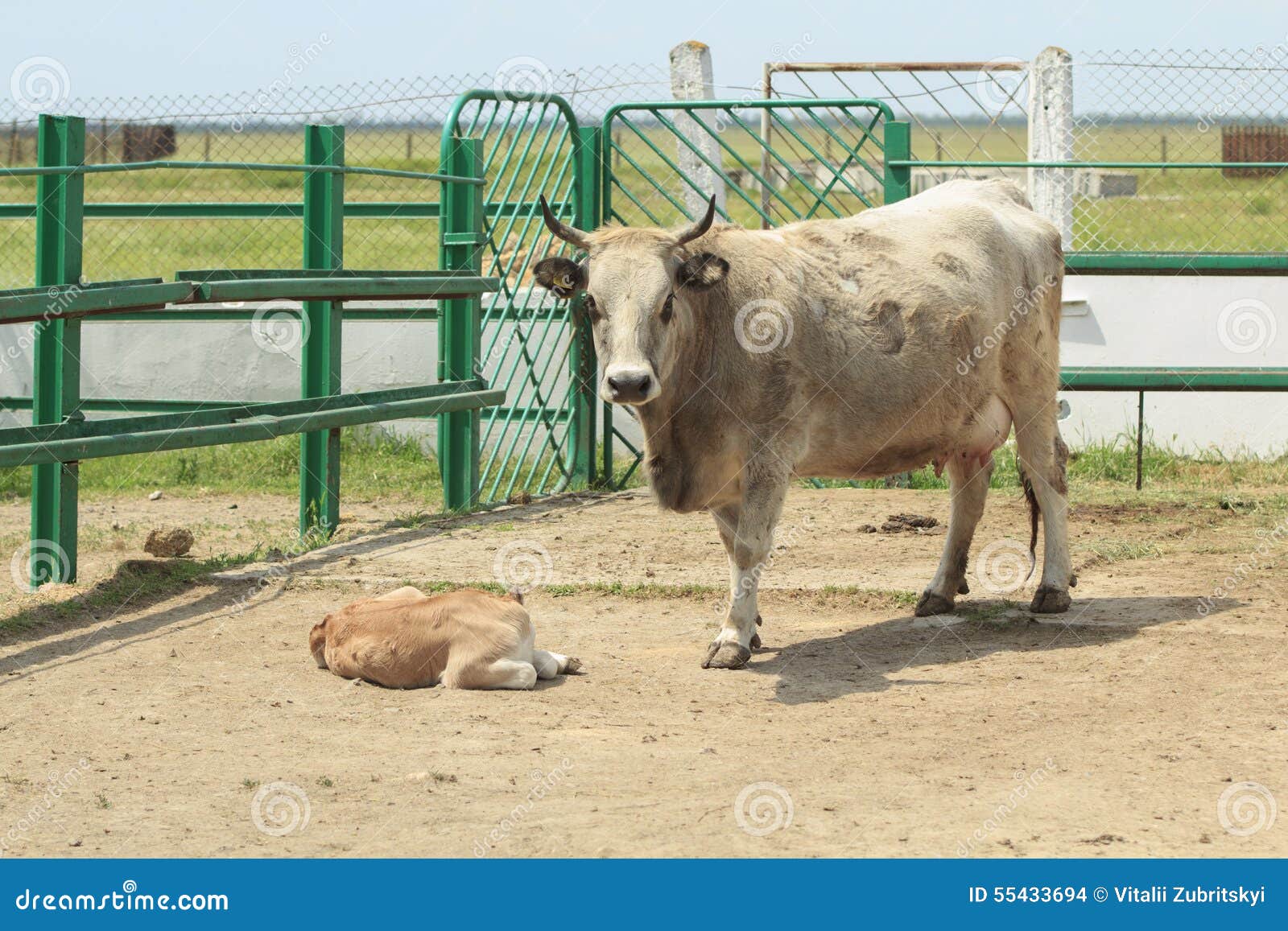Cow and calf stock photo. Image of animal, nova, young - 55433694